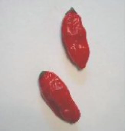 Aji Mexican Red, Aji Mexican Red Hot Peppers, Mexican Peppers, Capsicum ...