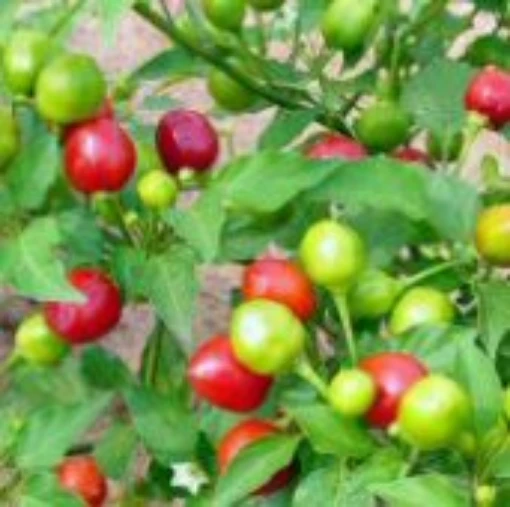 Capsicum Baccatum USDA #260574 Hot Pepper (Bolivia). Reimer Seeds