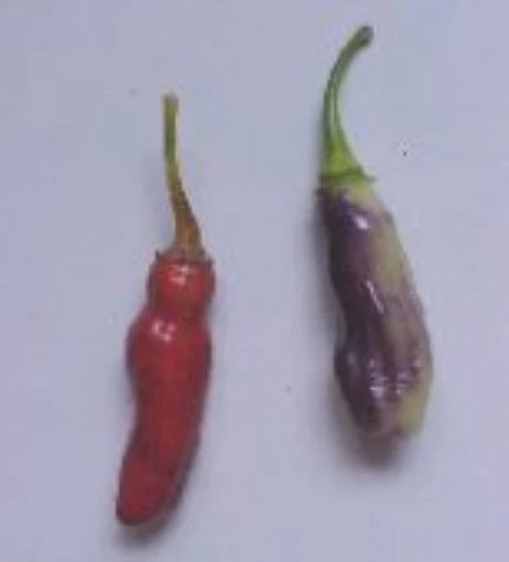Capsicum Chinense USDA #159241 Hot Pepper (Type 3). Reimer Seeds