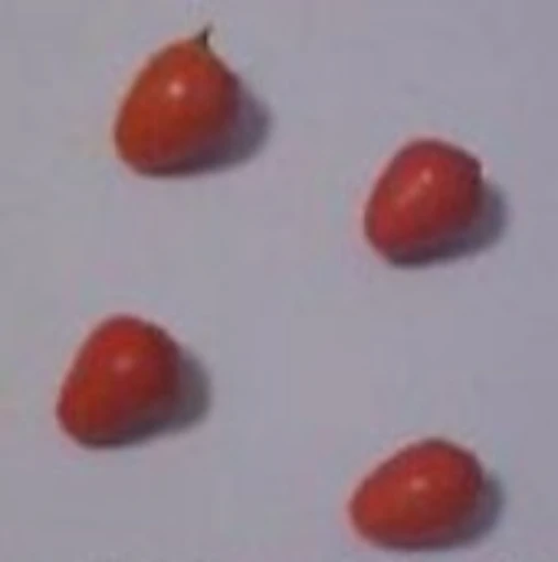 Capsicum Frutescens USDA #241676 Hot Peppers, PI 241676, Capsicum ...