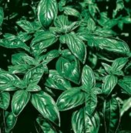 Di Genova Basil, Di Genova Basil Seeds, How to Grow Di Genova Basil ...