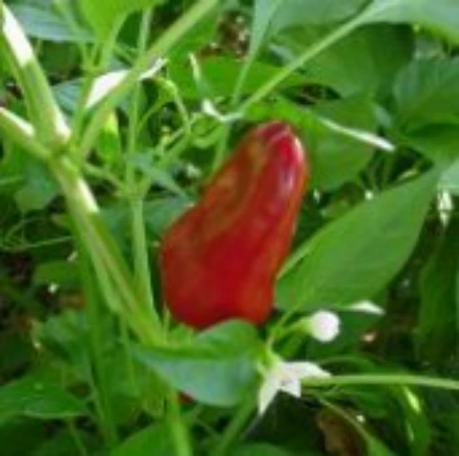 Fireworks Hot Pepper, Fireworks, Hot Pepper, Fireworks Hot Peppers ...