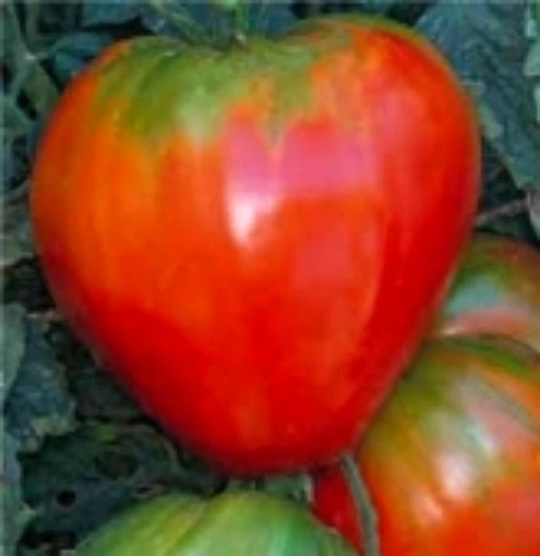 German Red Strawberry Tomato, German Red Strawberry Tomato Seeds ...