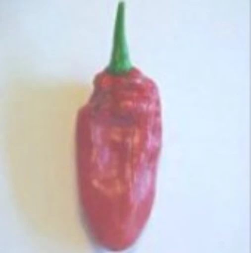 Peruvian Red, Peruvian Red Habanero Hot Peppers, Habanero Hot Peppers ...