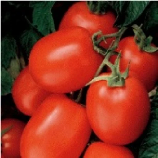 Health Kick Tomato, Health Kick Tomato Seeds. Reimer Seeds