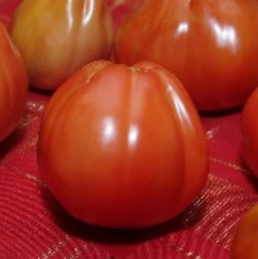 Italian Red Pear Tomato, Italian Red Pear Tomato Seeds. Reimer Seeds