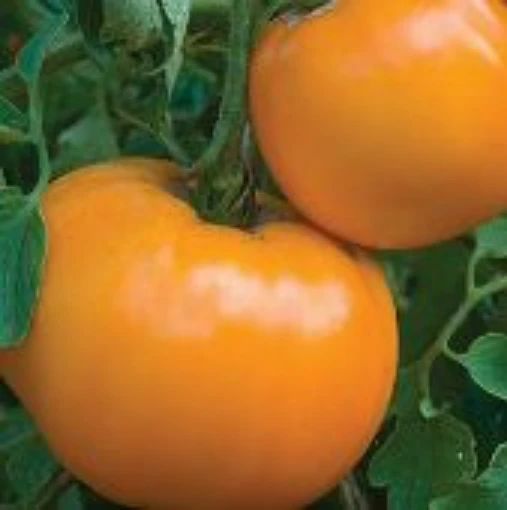 Jubilee Tomato, Jubilee Tomato Seeds, Golden Jubilee Tomato, Golden ...