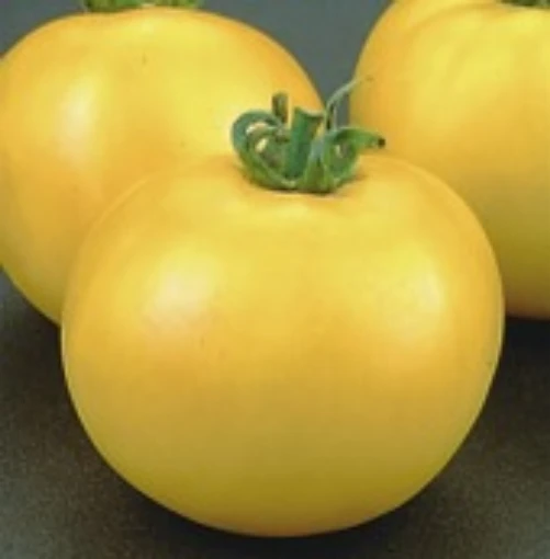 Lemon Boy Tomato, Lemon Boy Tomato Seeds. Reimer Seeds