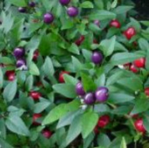 Malibu Purple Hot Pepper. Reimer Seeds