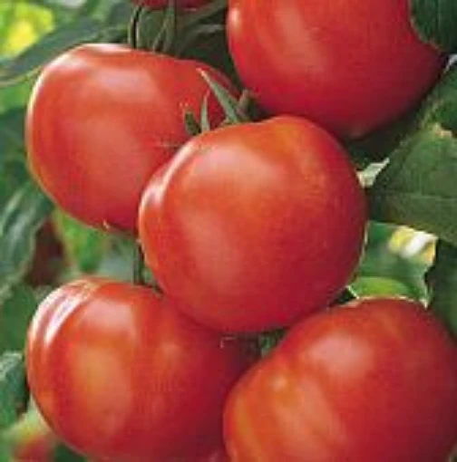 Matina Tomato, Matina Tomato Seeds. Reimer Seeds