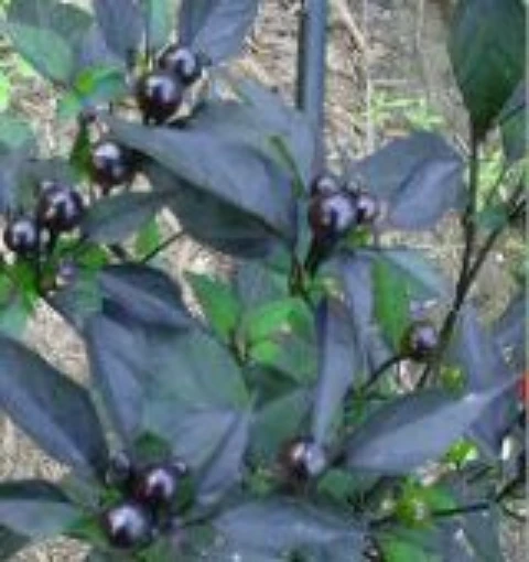 Midnight, Midnight Pepper Seeds, Midnight Pepper, Midnight Peppers ...