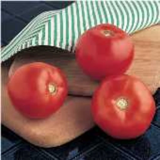 Mountain Spring Tomato, Mountain Spring Tomato Seeds. Reimer Seeds