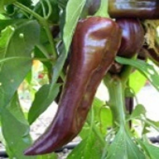 NuMex Eclipse, NuMex, NuMex Eclipse Pepper, NuMex Eclipse Peppers ...