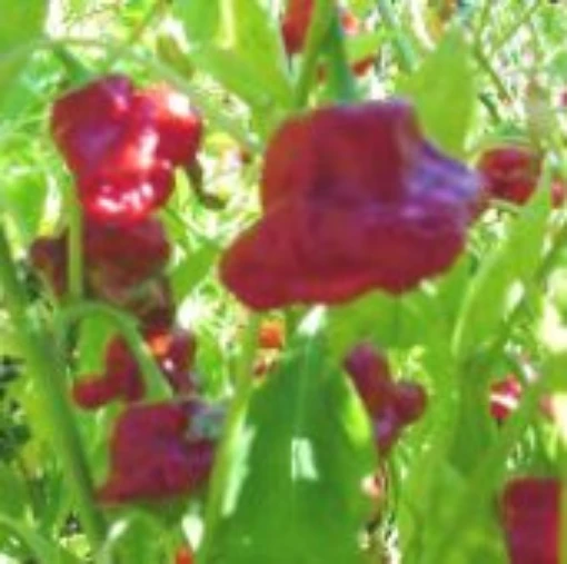 Red Hot Cheese Hot Pepper. Reimer Seeds