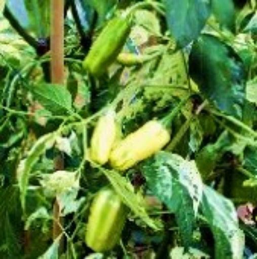 Stripe, Stripe Pepper Seeds, Stripe Pepper, Stripe Peppers, Stripe Hot ...