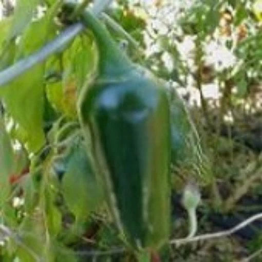 Reimer Seeds. Summer Heat, Summer Heat Hot Pepper, Summer Heat Hot ...