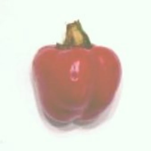 Tiny Tim Hot Pepper. Reimer Seeds