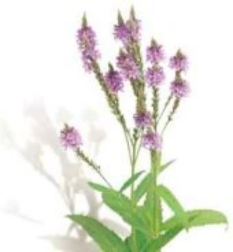 Reimer Seeds. Blue Vervain, Blue Vervain Seeds