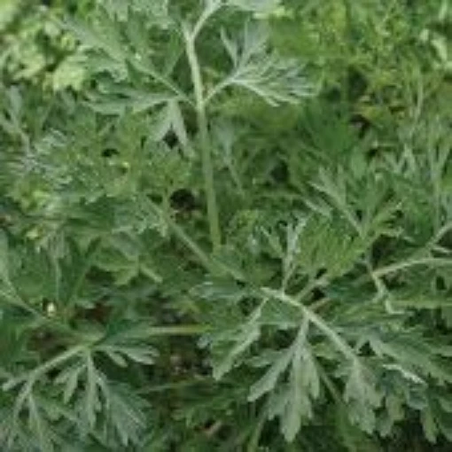 Wormwood, Wormwood Seeds, Wormwood Seeds for Planting, How to Grow ...