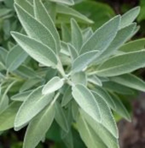 Sage, Sage Seeds | Reimer Seeds