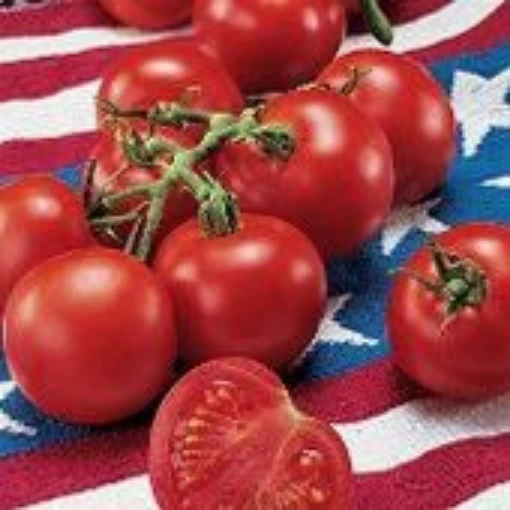 Crimson Fancy Tomato, Crimson Fancy Tomato Seeds. Reimer Seeds
