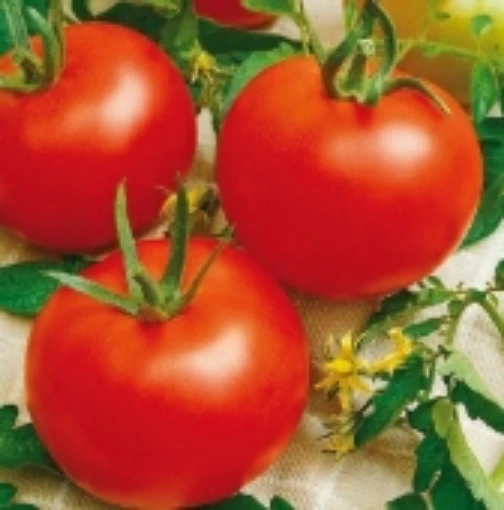 Heinz 1350 Tomato, Heinz 1350 Tomato Seeds. Reimer Seeds