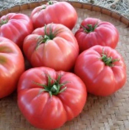 Florida Pink Tomato, Florida Pink Tomato Seeds. Reimer Seeds