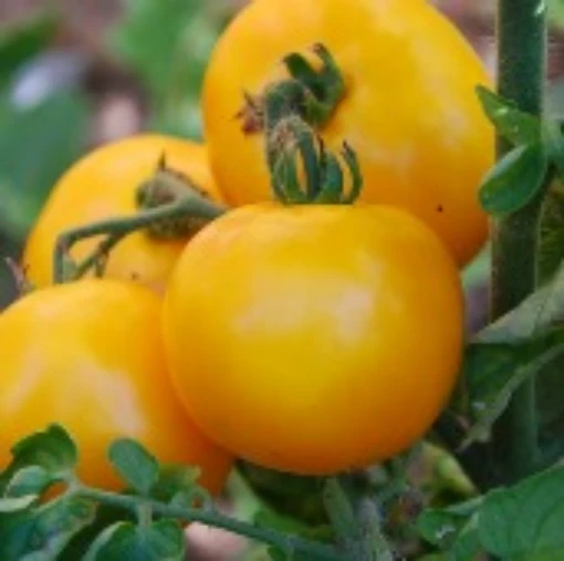 Mountain Gold Tomato, Mountain Gold Tomato Seeds. Reimer Seeds