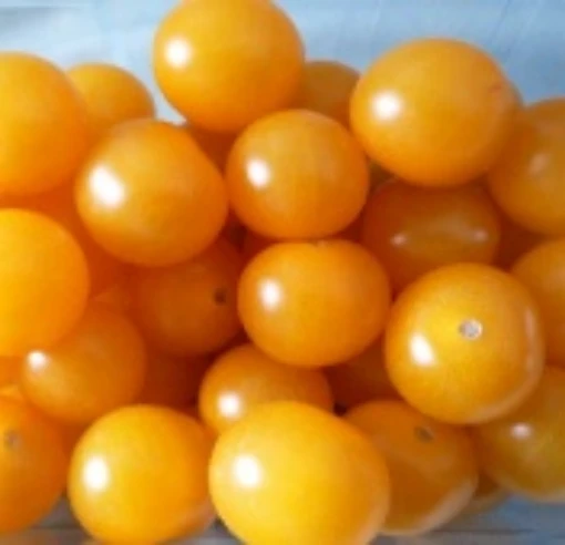 Cerise Orange Tomato, Cerise Orange Tomato Seeds. Reimer Seeds