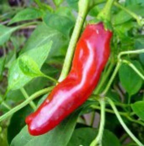 Capsicum Annuum USDA #550737 Hot Peppers (Type 1), PI 550737, Capsicum ...