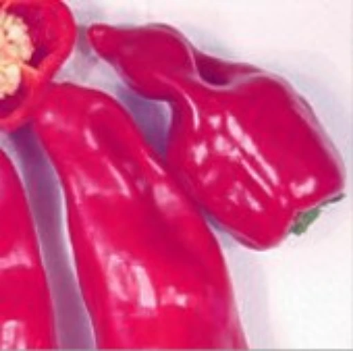 Capsicum Annuum Pepper PI 555624, Capsicum Annuum PI 555624, PI 555624 ...