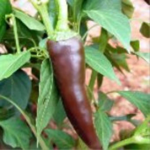 Chili Negro, Chili Negro Pepper, Chili Negro Peppers, Chili Negro Hot ...