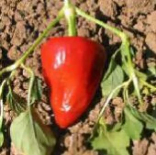 Capsicum Annuum 10187 USDA 593480 Sweet Peppers, PI 593480, Capsicum ...