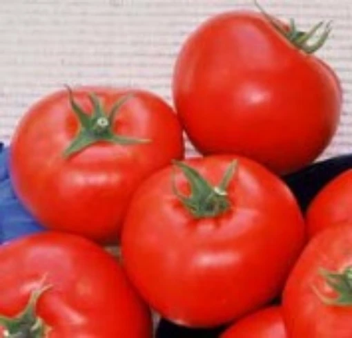 First Prize Tomato, First Prize Tomato Seeds. Reimer Seeds