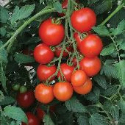 Mountain Magic Tomato, Mountain Magic Tomato Seeds. Reimer Seeds