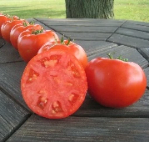 Mountain Merit Tomato, Mountain Merit Tomato Seeds. Reimer Seeds