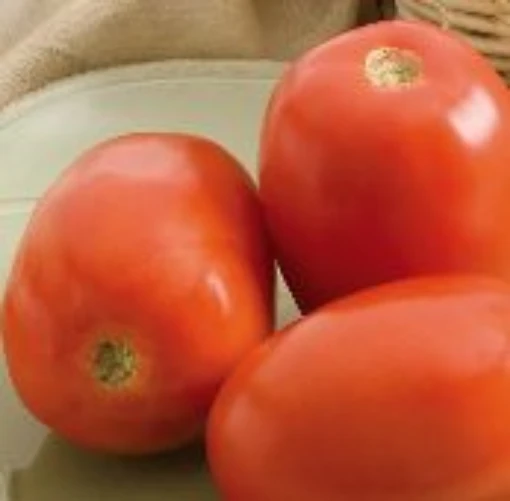Monticello Tomato, Monticello Tomato Seeds. Reimer Seeds