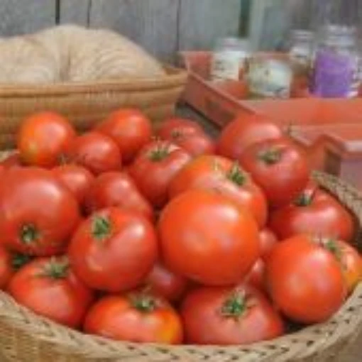 Maria Nagy Giant Tomato, Maria Nagy Giant Tomato. Reimer Seeds