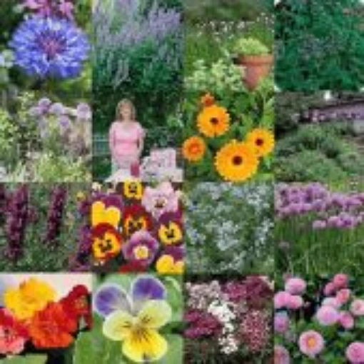 Edible Wildflower & Herb Mix, Edible Wildflower & Herb Mix Seeds ...