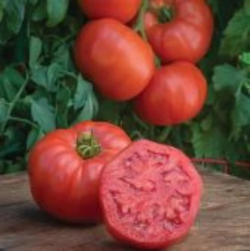 Bodacious Tomato, Bodacious Tomato Seeds. Reimer Seeds
