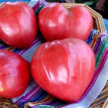 Oxheart Tomato, Oxheart Tomatoes, Oxheart Tomato Seeds, Heart Shaped ...