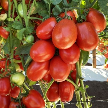 Roma Tomato, Roma Tomatoes, Roma Tomato Seeds. Reimer Seeds
