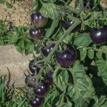 Blue Tomato, Blue Tomatoes, Blue Tomato Seeds. Reimer Seeds