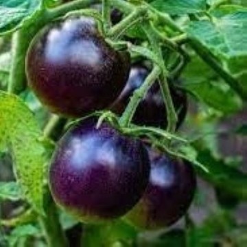 Tomato P. Reimer Seeds
