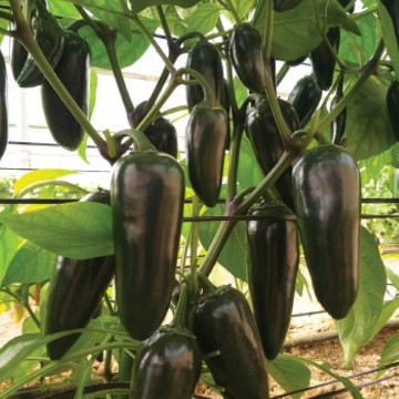Jalapeno Hot Pepper, Jalapeno Hot Peppers, Jalapeno Hot Pepper Seeds ...
