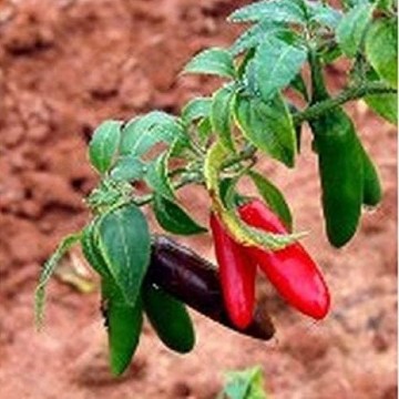 Hot Peppers from Mexico, Hot Peppers Originating from Mexico, Chili ...