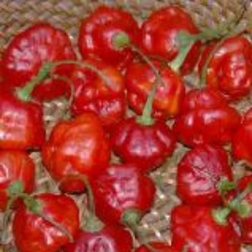 Hot Peppers from Puerto Rico, Hot Peppers Originating from Puerto Rico ...