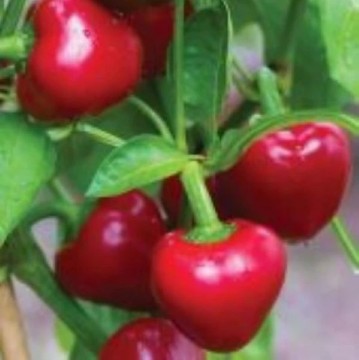 Early Season Sweet Peppers. Reimer Seeds