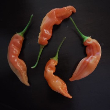 Chocolate Champion Peppers, Chocolate Champion Pepper Seeds. Reimer Seeds