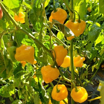 Weird & Unusual Shaped Hot Peppers. Reimer Seeds